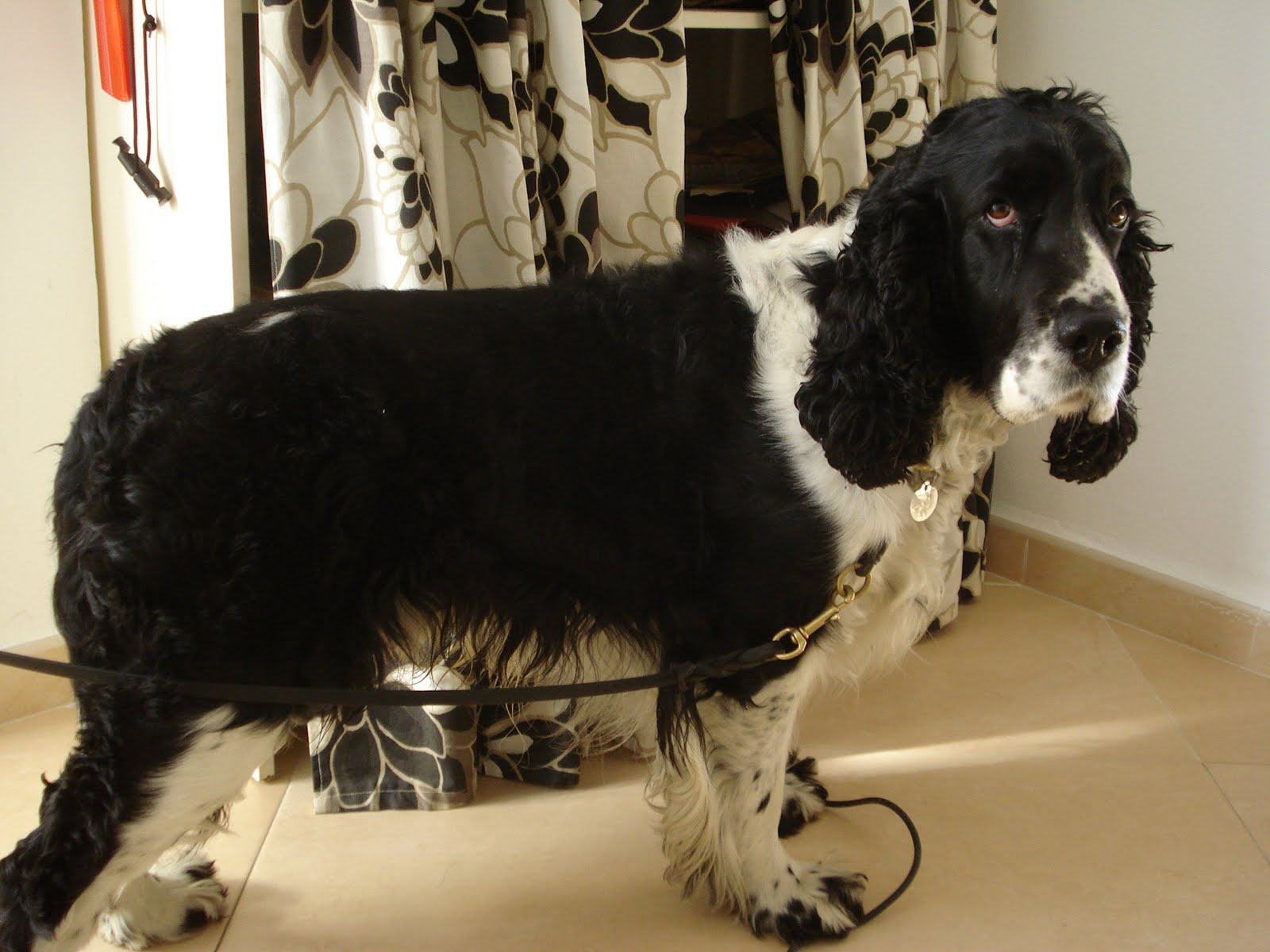 Alpoochino Dog Grooming: Max The Springer Spaniel