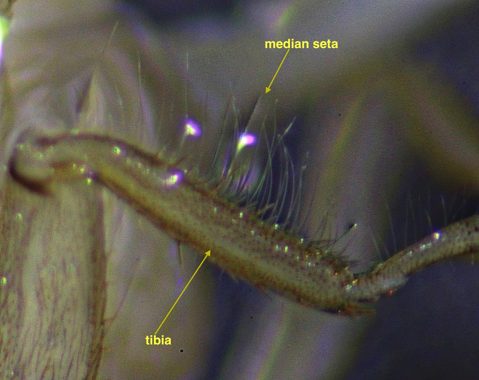 Aquatic Insects of Central Virginia: Our "Green Stoneflies ...