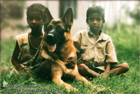Pack Of German Shepherds