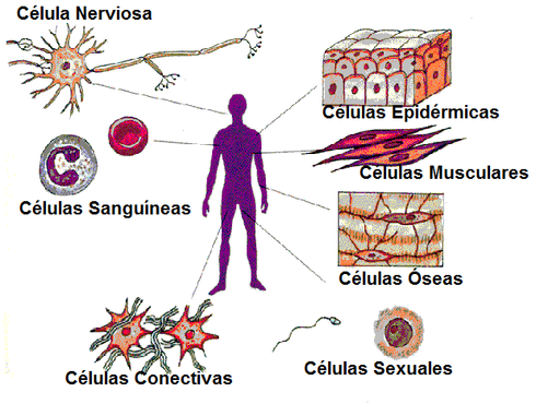 Biología: Algunos tipos de células
