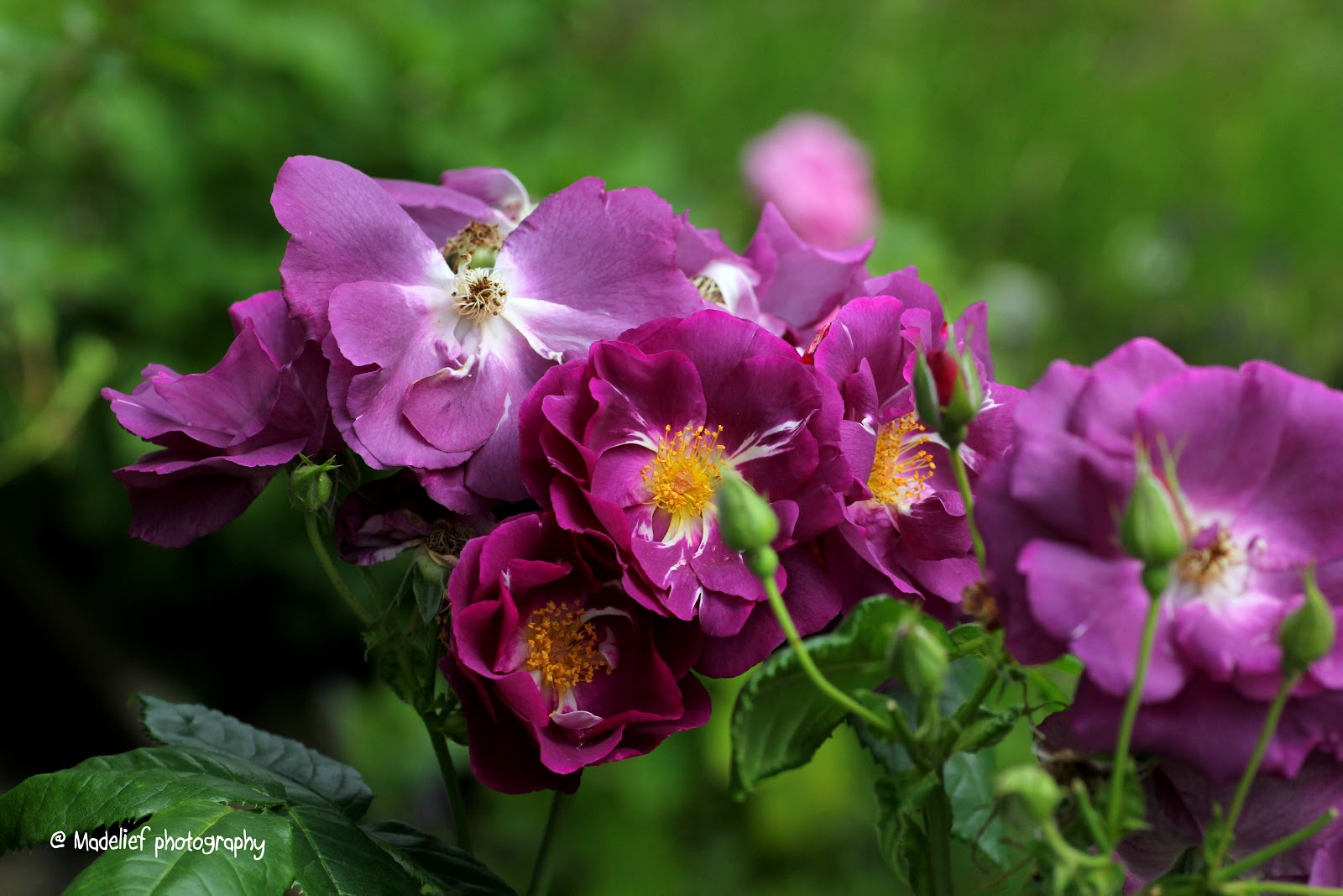 Madelief: Stop and smell the roses