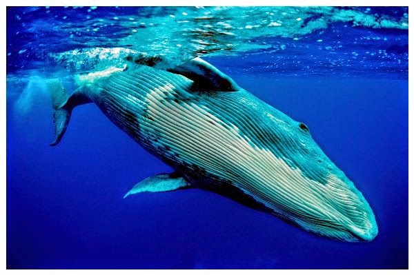 curiosidades de todo: Cosas que no sabias de los Animales...