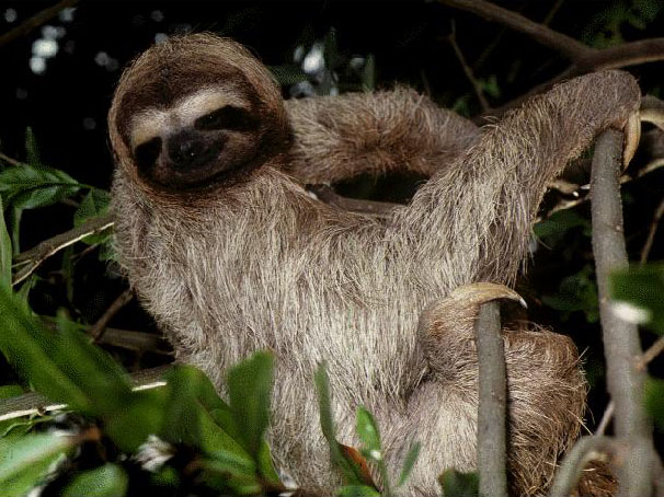 Sloth-Phyllophaga