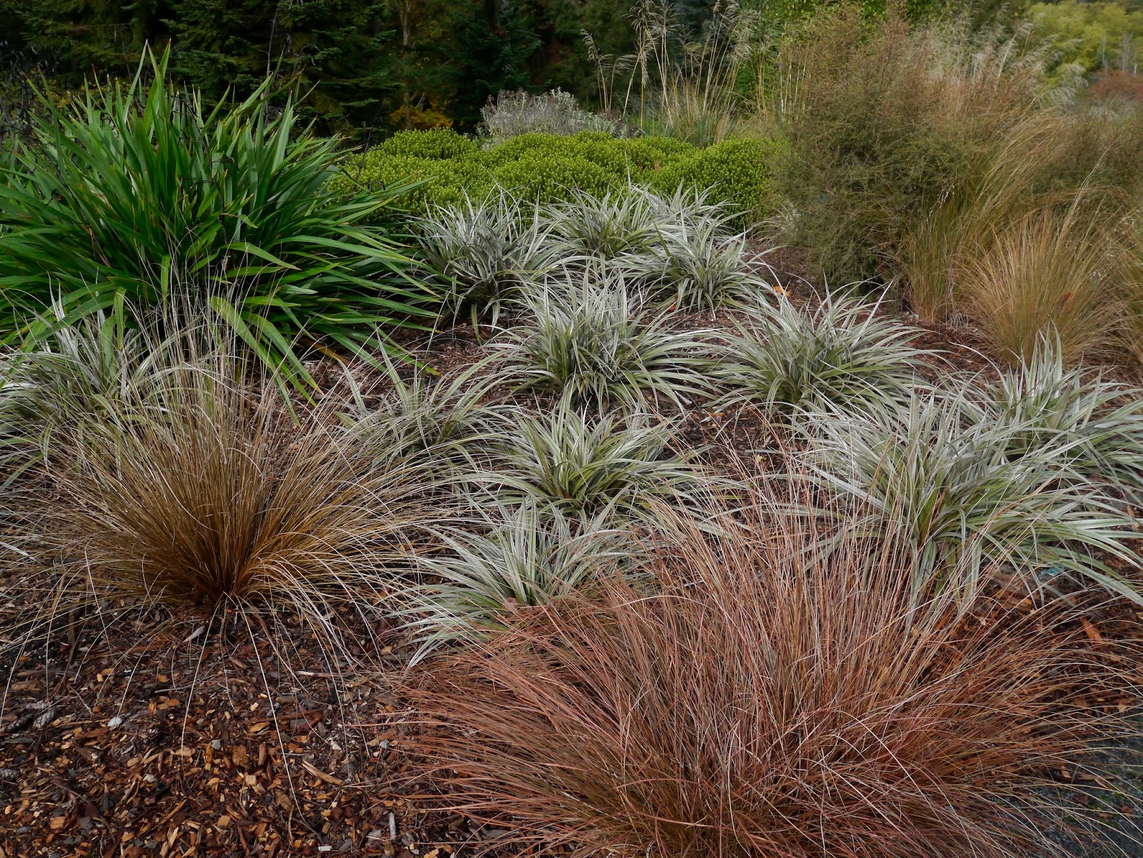 Root crops and Wild Wonderings
