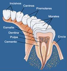 vidadentalyapu: ESTRUCTURA DENTARIA, CARIES DENTAL Y TECNICAS DEL CEPILLADO