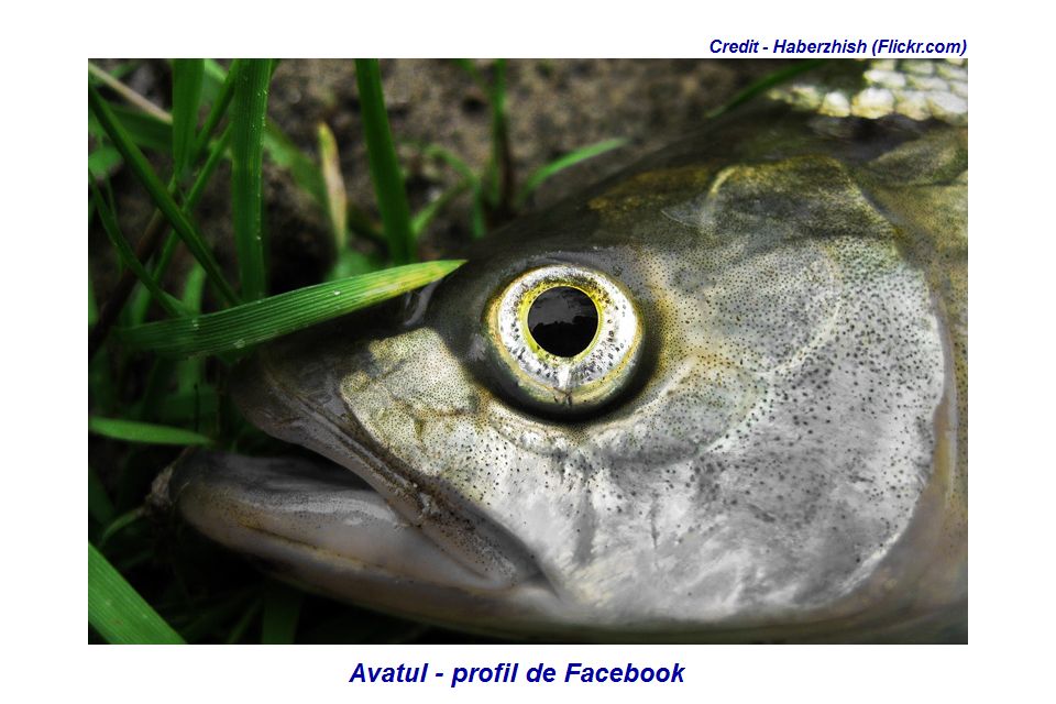 Gone Fishin' - pescuitul ca pasiune