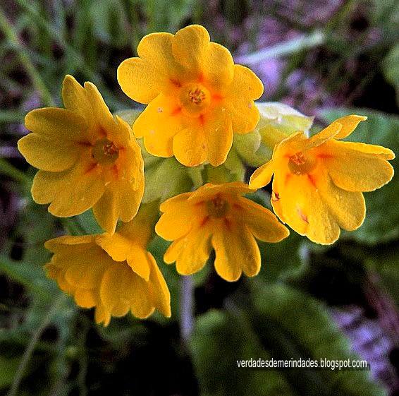 VERDADES DE MERINDADES: NUESTRA FLORA: PRIMULA VERIS.