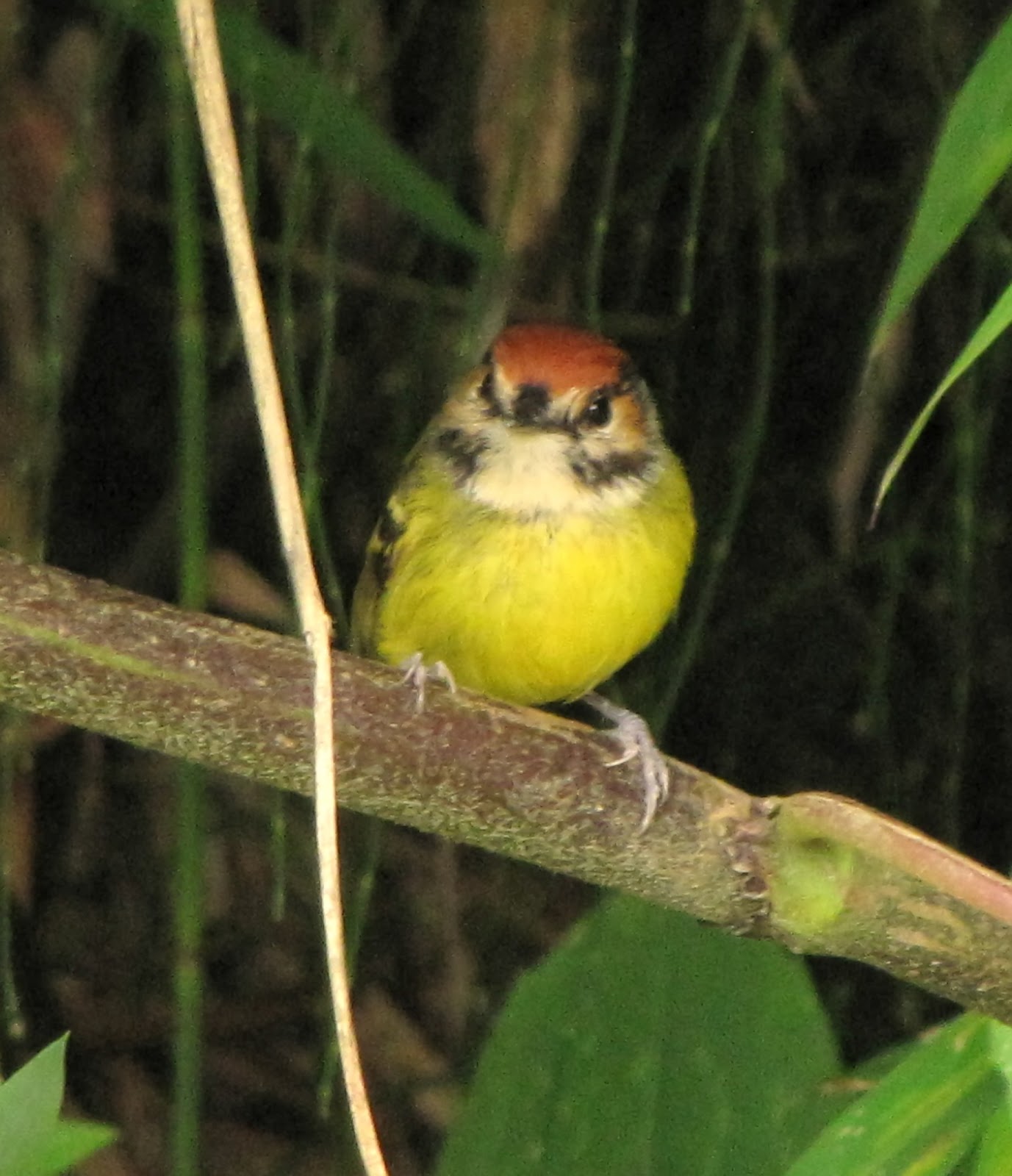EJE CAFETERO - AVES DE CALDAS - BIRDS OF CALDAS -COLOMBIA: AVES ENTRE ...