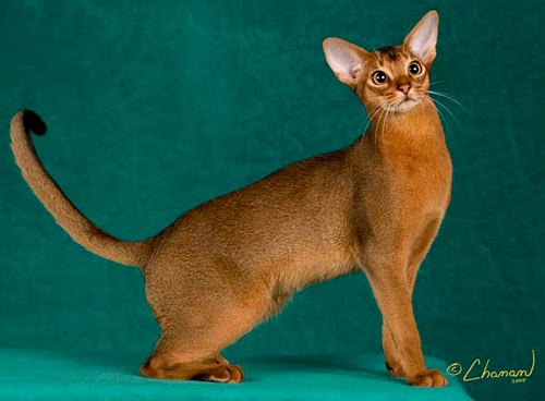 Encyclopedia of Cats Breed: Ruddy Abyssinian Cat | Tawny or Usual