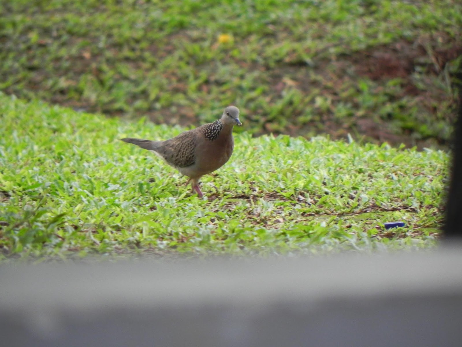 suara derkuku pemula: Burung derkuku secara umum