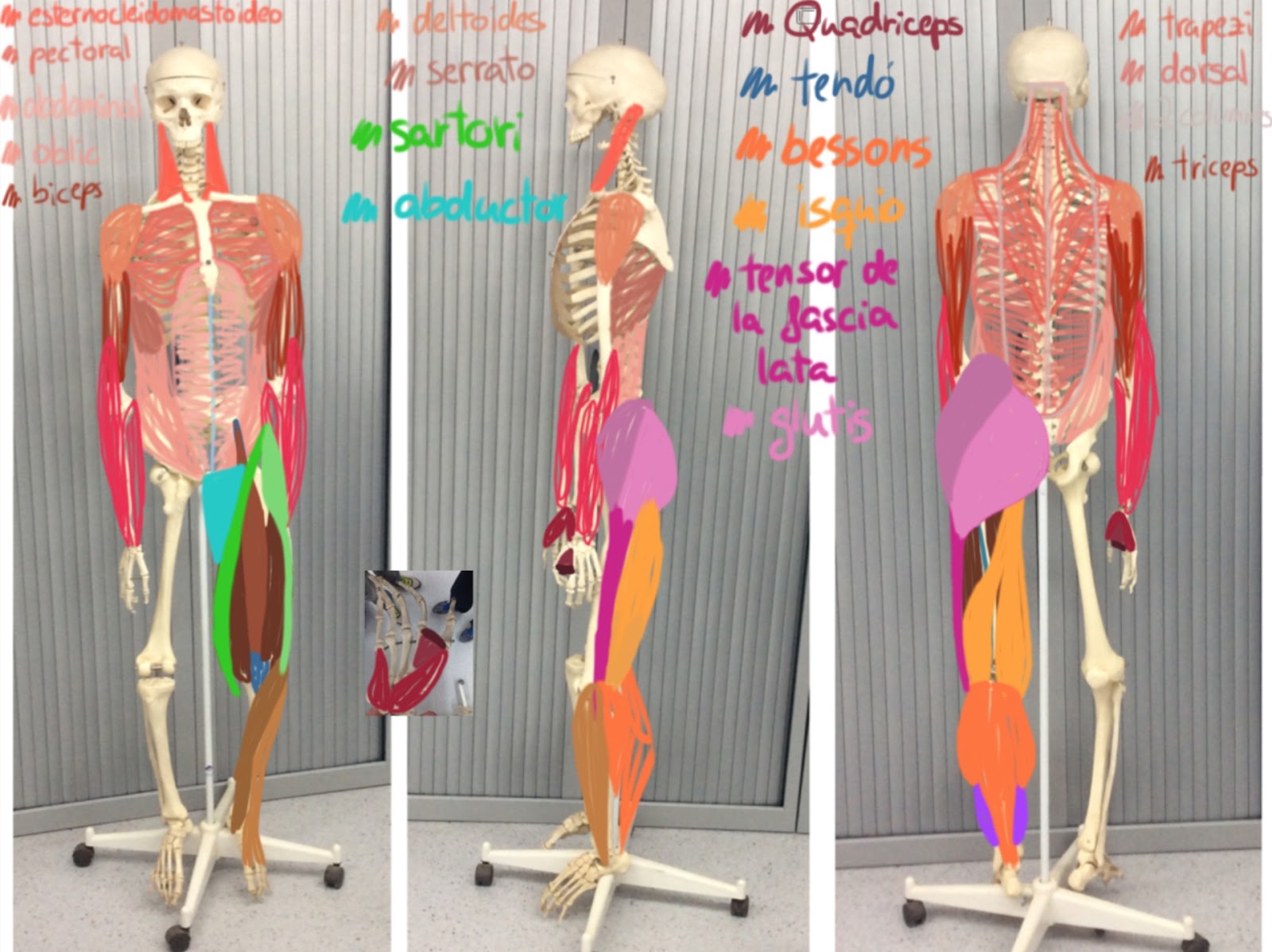 Ona López: Músculs