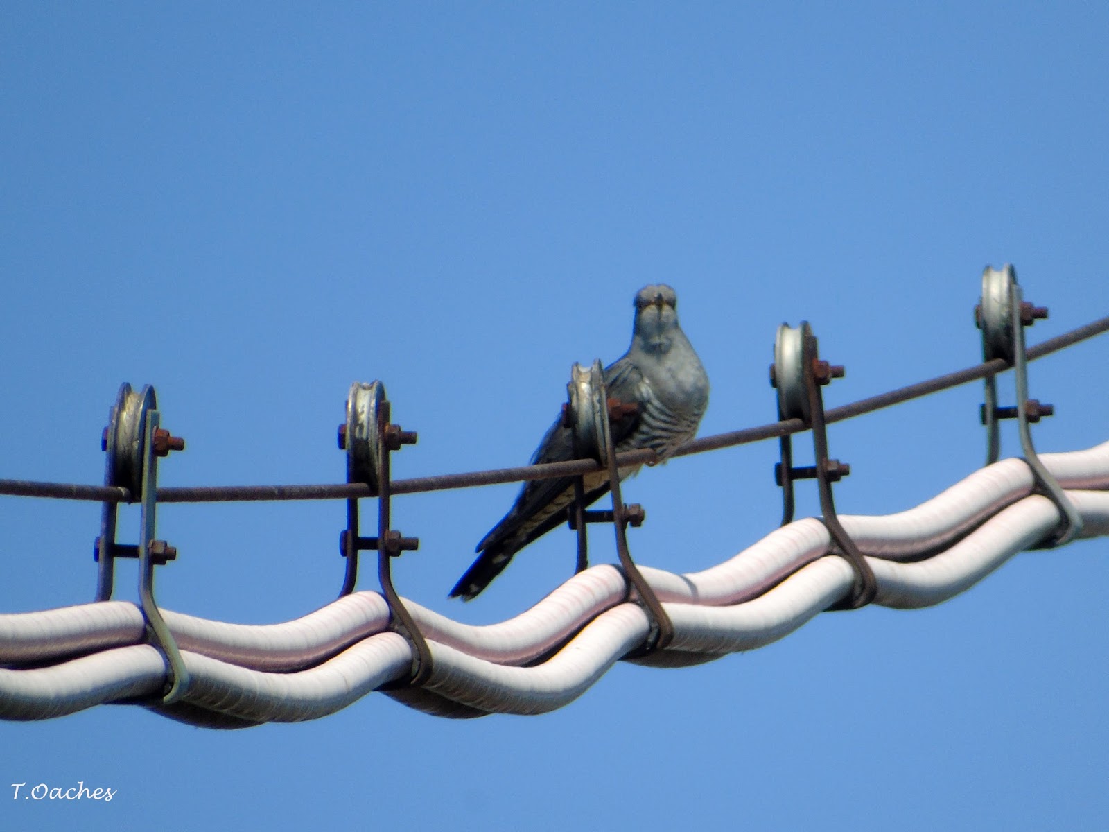 PASARI DIN ROMANIA: CUCUL (2), Cuculus canorus