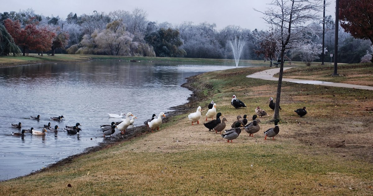 Terrell Daily Photo: Sunday afternoon at Ben Gill Park