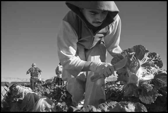 The Reality Check: THE TRUE CONDITIONS OF FARM WORKERS TODAY