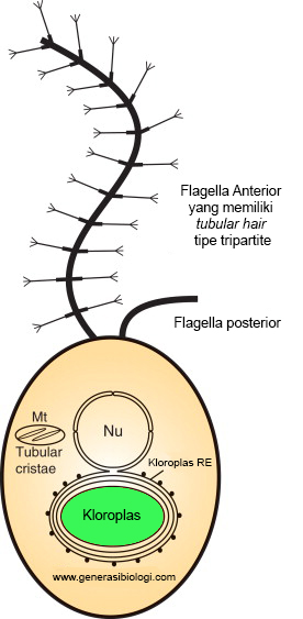 Klasifikasi Kingdom Chromista - SIAP UJIAN