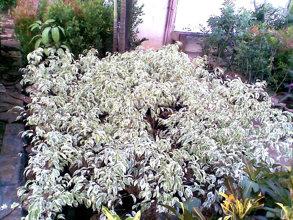 Berbagi Dari Balik Hijab: TAMAN BUNGA BERINGIN PUTIH