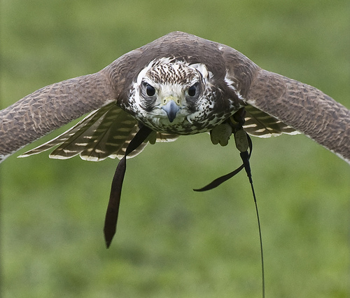 All About Animal Wildlife: Peregrine Falcon Few Facts and new Images
