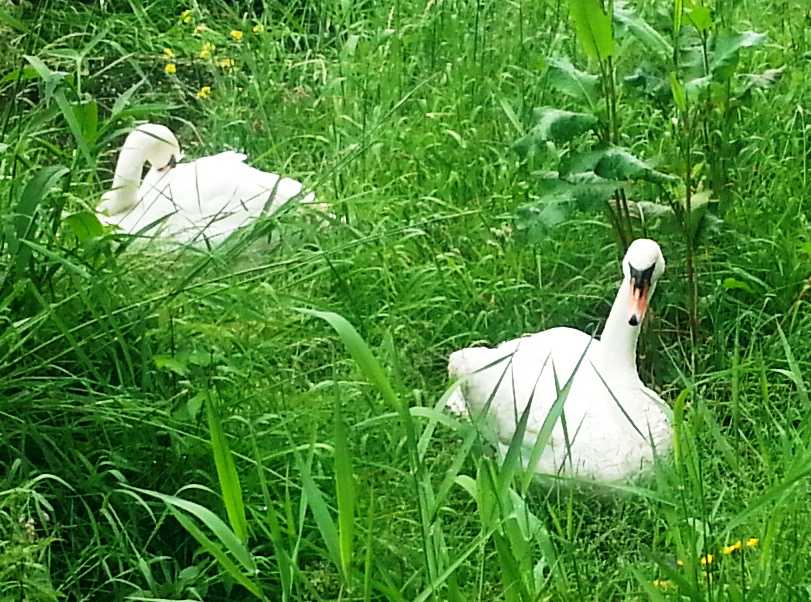Wading Through Treacle: RSPB Ham Wall