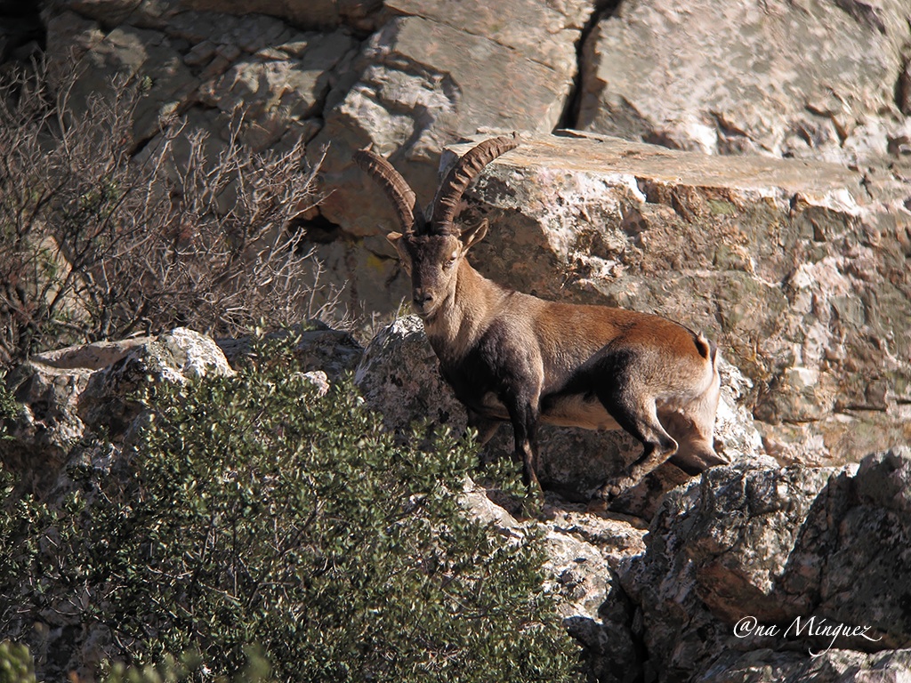 NATURANAFOTOS: Cabra Montés