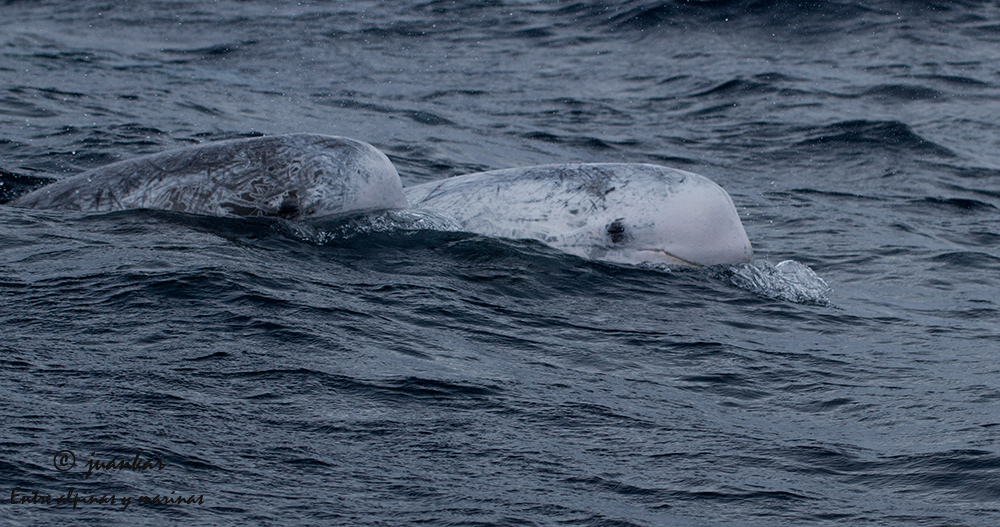 Entre alpinas y marinas.: Calderón gris ( Grampus griseus ) Risso´s dolphin