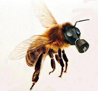 PA Environment Digest Blog: Penn State: Bees’ Ability To Forage ...