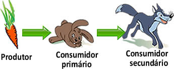 Cadeia Alimentar Do Zooplancton