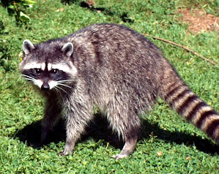 Mandasaurus Roars!: Giant Raccoon!