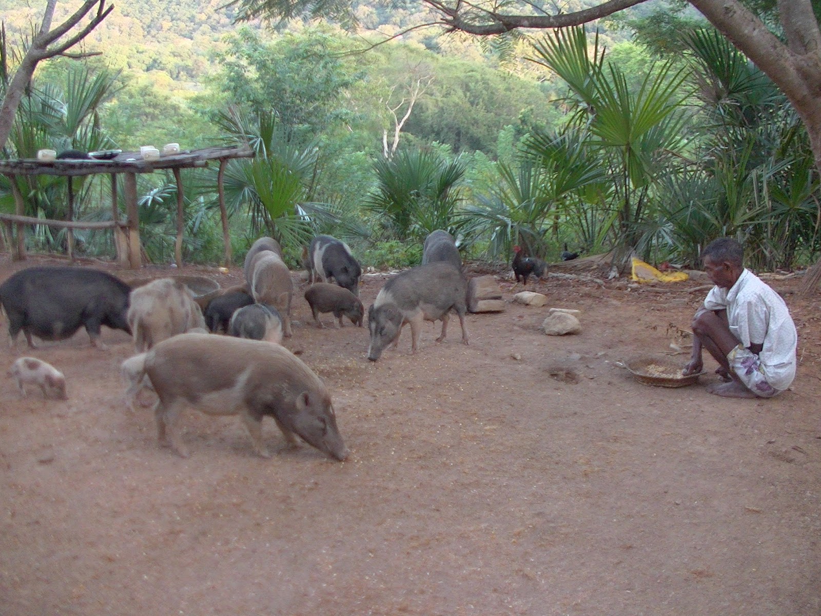 HAKI’AK FAHI IHA MUNISIPIU MANATUTU