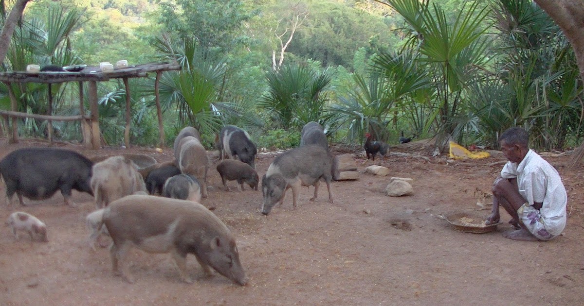 KRIASAUN ANIMAL IHA TIMOR-LESTE