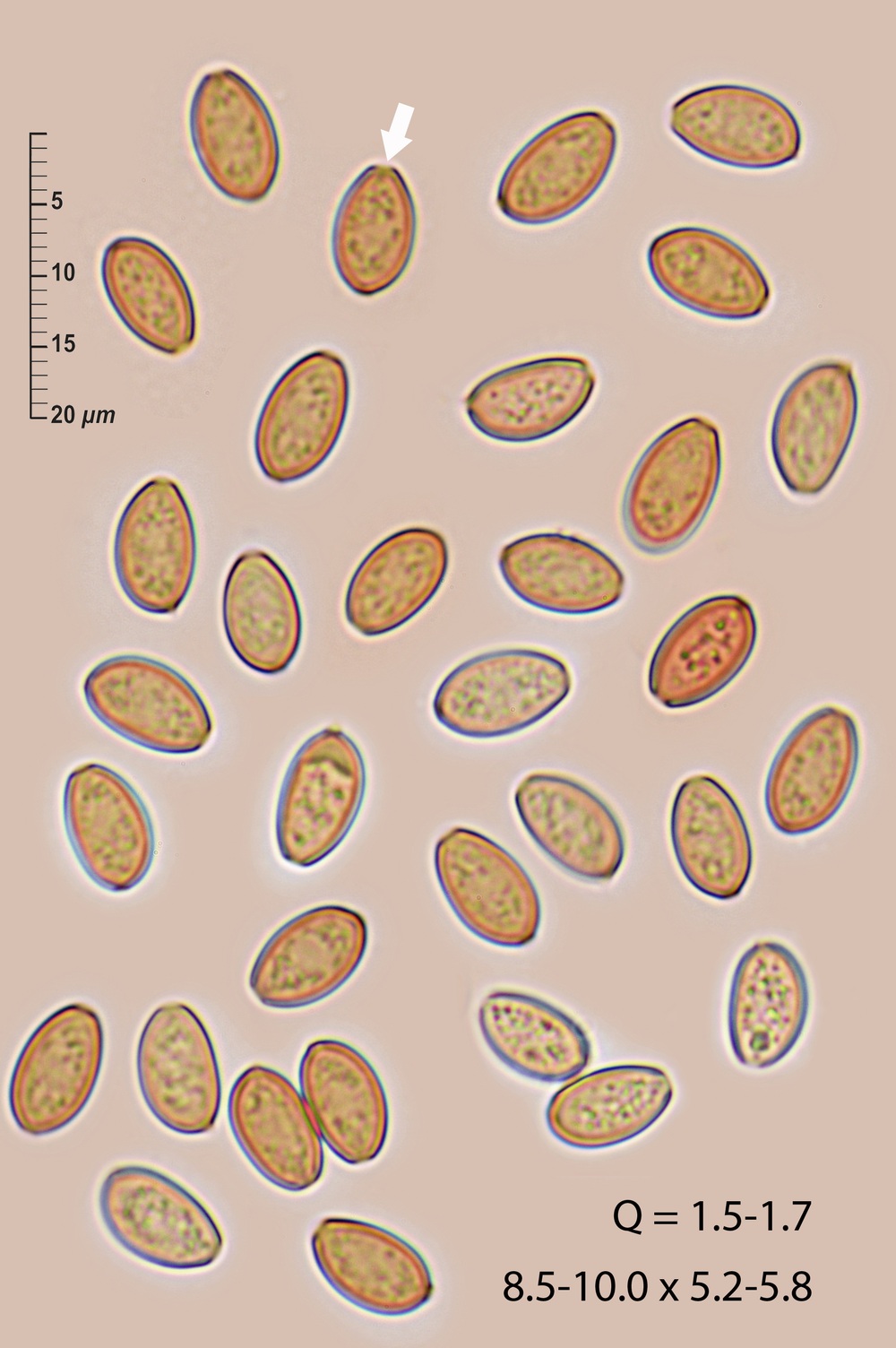 Pholiotina rugosa (Peck) Singer • CEMAS Orden Agaricales, Basidiomycota