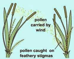 Serena's Greenhouse - Where Kids Bloom: Wind-pollinated flowers