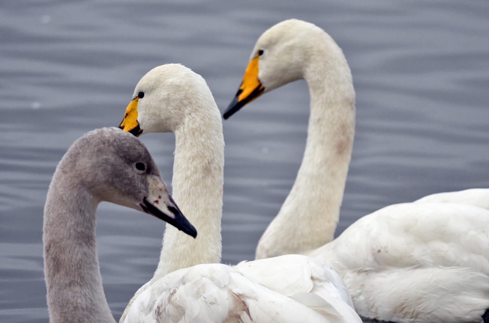 The Early Birder: Whooper Swan