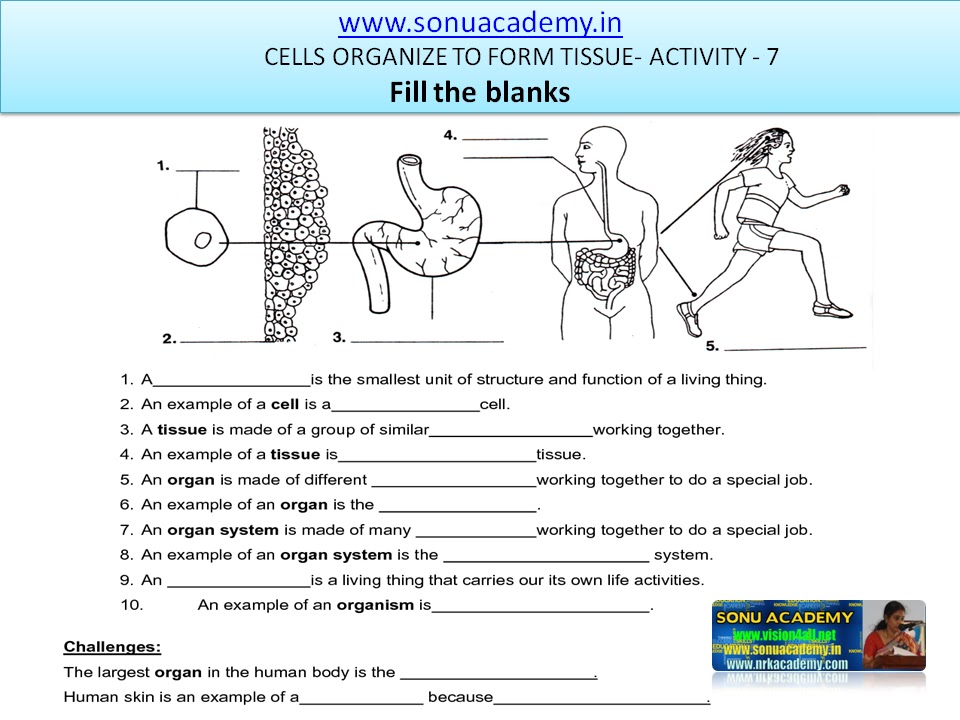 SONU ACADEMY: CELLS ORGANIZE TO FORM TISSUE-ACTIVITY(7)