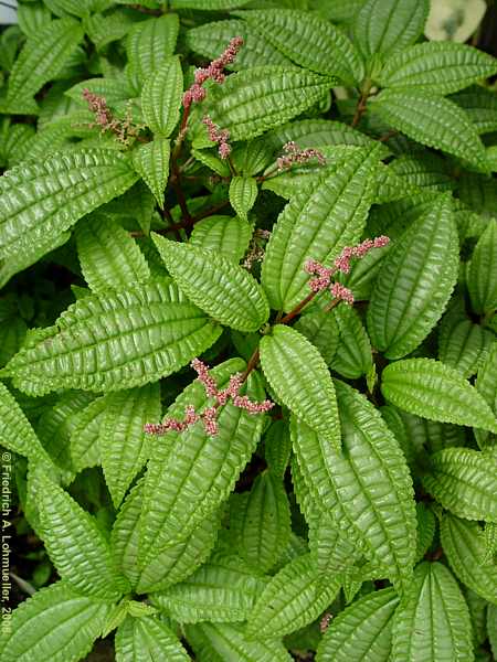 Bunga Mutiara (Pilea crassifolia)
