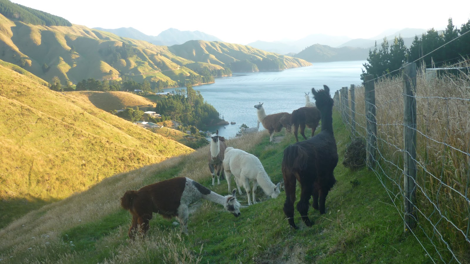 New-Zealand Adventure: Tondre des lamas à Cissy bay