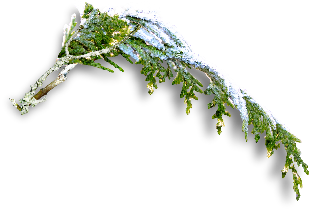 ForgetMeNot: cluster winter