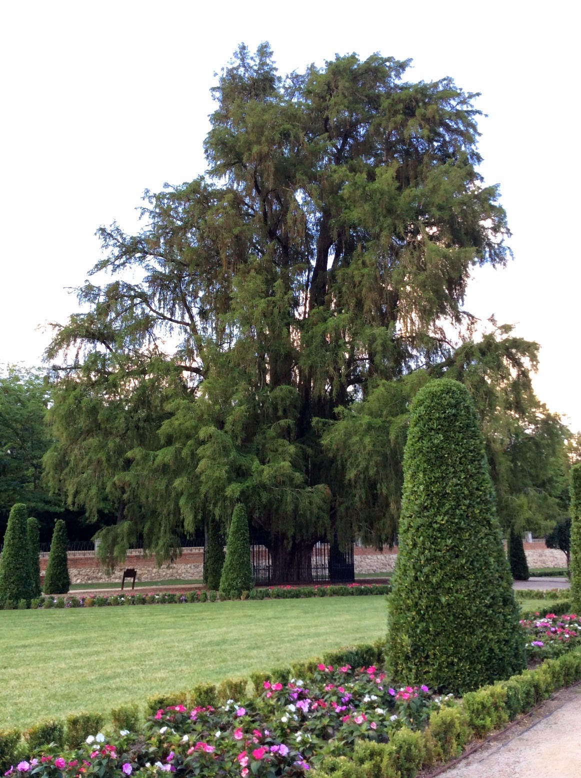 Pasión por Madrid: Árboles singulares del Buen Retiro