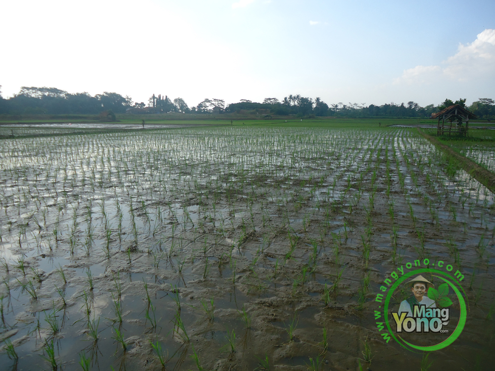 Tanaman Padi NAZWA Umur 1 HST di Sawah Rawa - 80 HST Panen