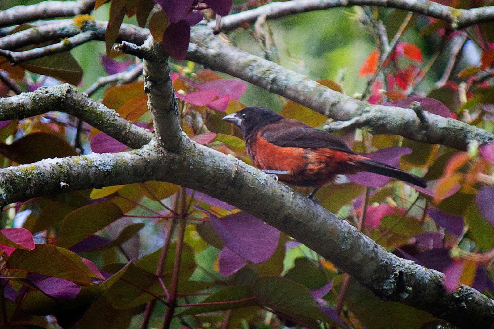 Avistamientos de Aves en Silvanìa (Cundinamarca - Colombia)