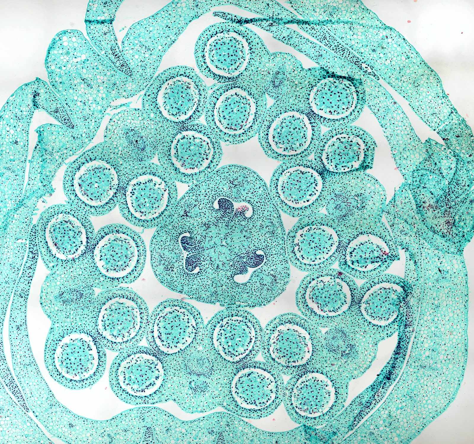 Miltoncontact: Scanning the fields of a microscope slide