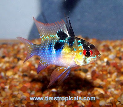 Ram Cichlid / Ramirezi ( Mikrogeophagus ramirezi )