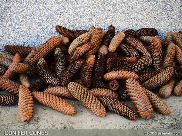 Conifer Cones Smashed by the Wind - Biceps Brachii - Photos and Beyond ...