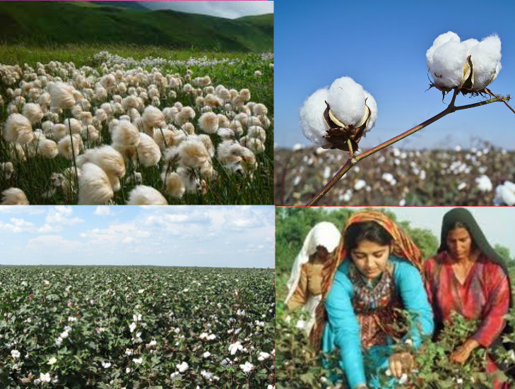 Pakistan's Major Crops ~ The Land OF Hospitality