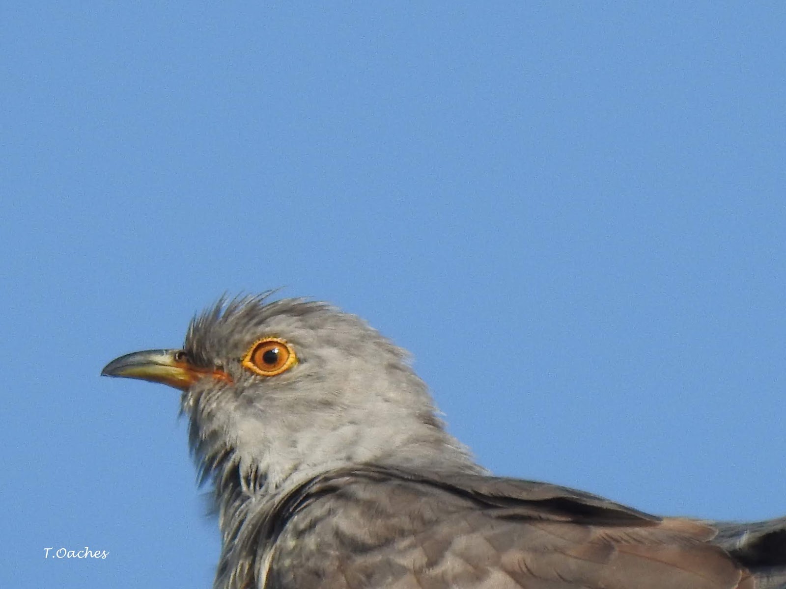 PASARI DIN ROMANIA: CUCUL (2), Cuculus canorus