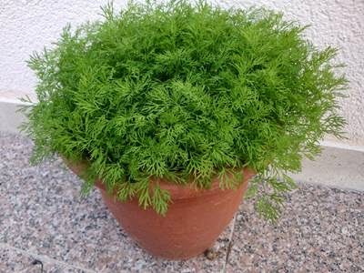 Seminte si plante de gradina hobby: Mărar