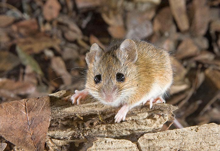 Printmaking and Illustration Blog.: Scorpion Mouse