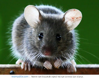 Сказка про мышку норушку с картинками