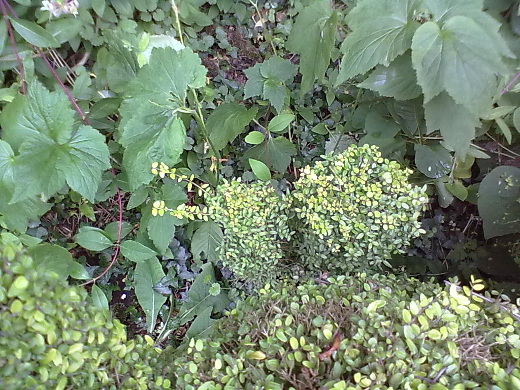 Rachel the Gardener: Questions: Topiary