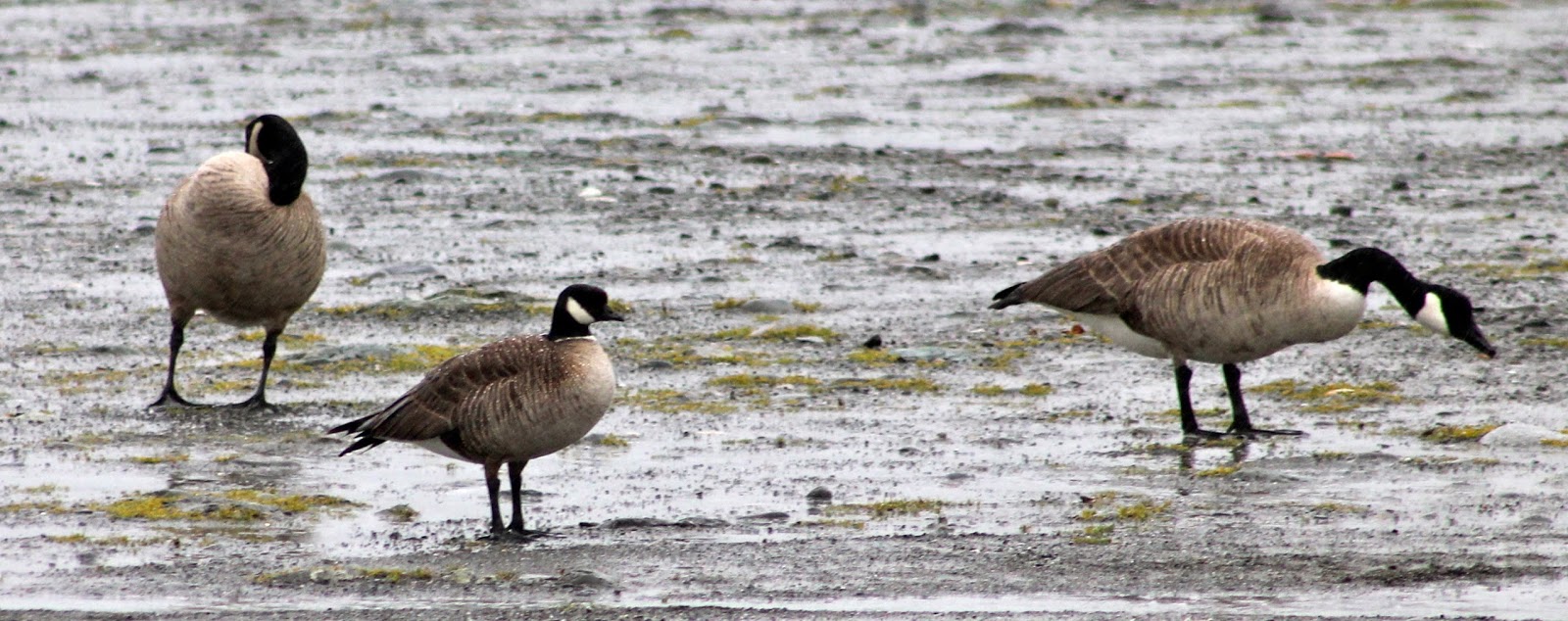 Ty and Ida On the Road: Oregon's Coast