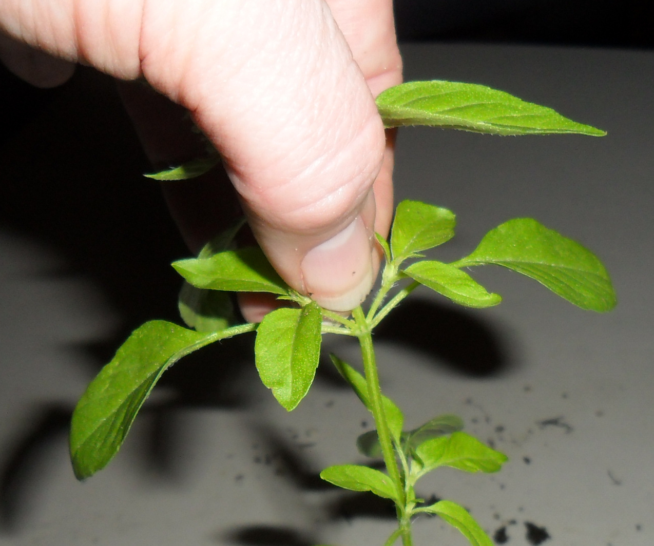 Backyard Patch Herbal Blog: Beginner’s Guide to Growing Basil